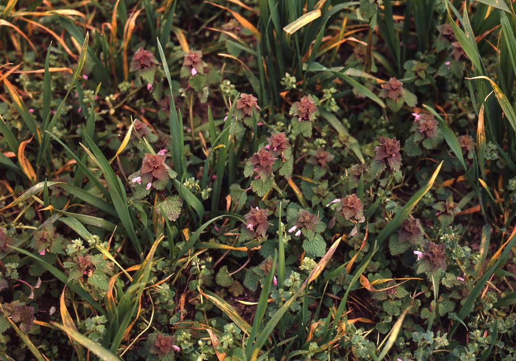 Lamio púrpura Dicotiledóneas anuales | Syngenta, Agricultura responsable
