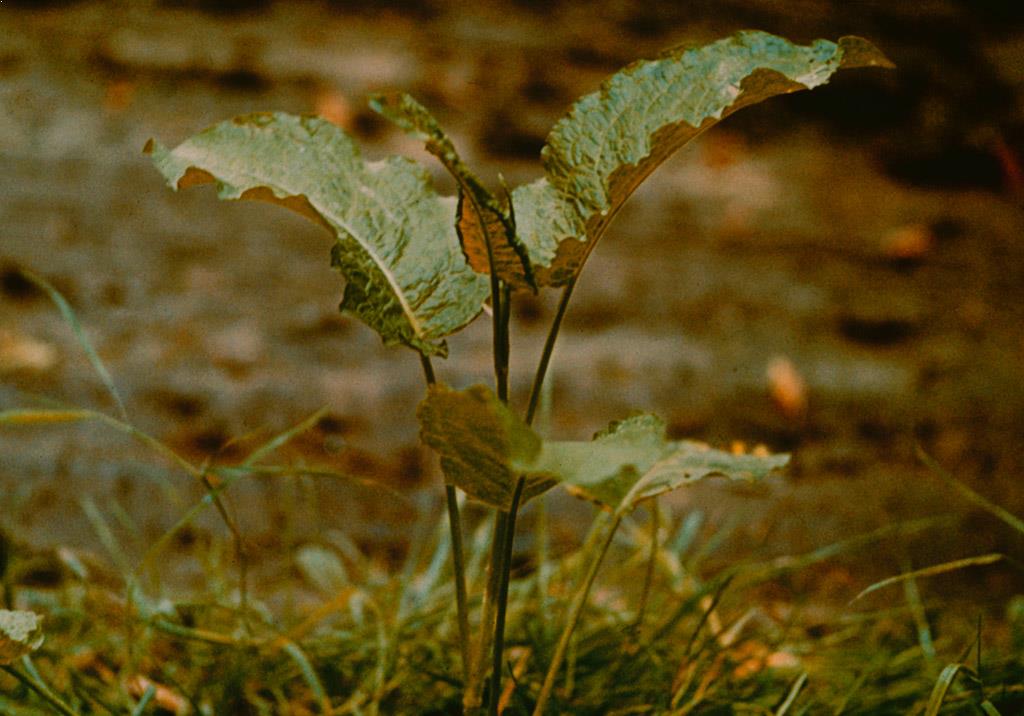 Romaza crespa Dicotiledóneas perennes | Syngenta, Agricultura responsable