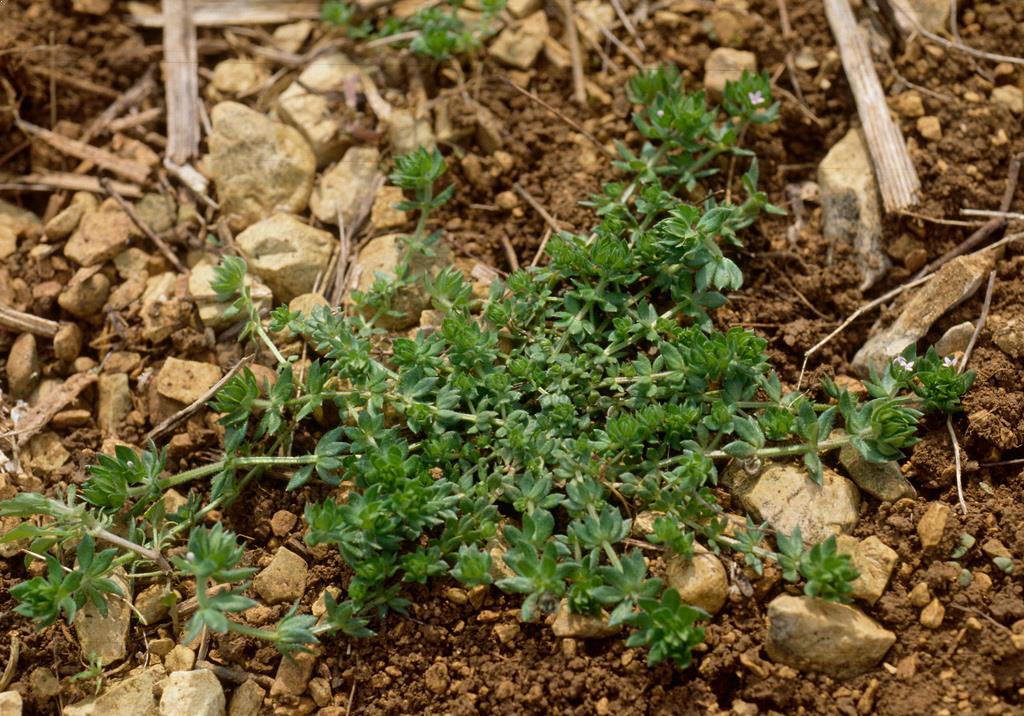 Rábula borde Dicotiledóneas anuales | Syngenta, Agricultura responsable