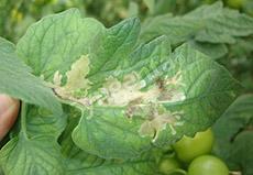 Polilla del tomate Polilla del tomate (Tuta absoluta) | Syngenta