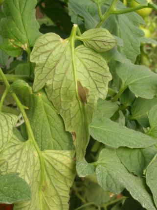 Principales enfermedades en tomate | Syngenta