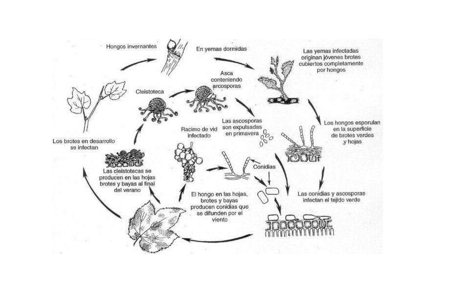 Oídio en el viñedo: identificación, daños y control | Syngenta