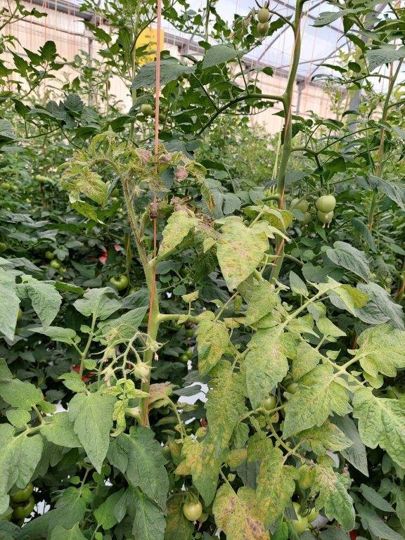 Plagas Del Tomate Hidropónico