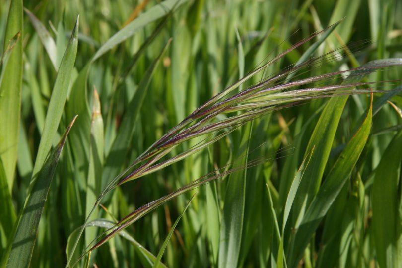El bromo, una mala hierba emergente | Syngenta
