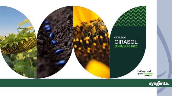 Semillas de girasol | Syngenta