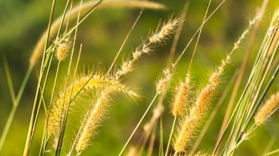 Malas hierbas en maíz: por qué tratar en pre-emergencia | Syngenta