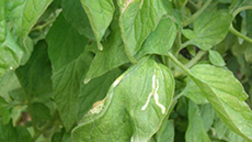 Minador en Tomate Minadores de hojas | Syngenta