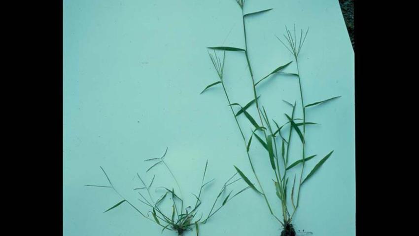 Digitaria Gramíneas anuales y perennes | Syngenta, Agricultura responsable